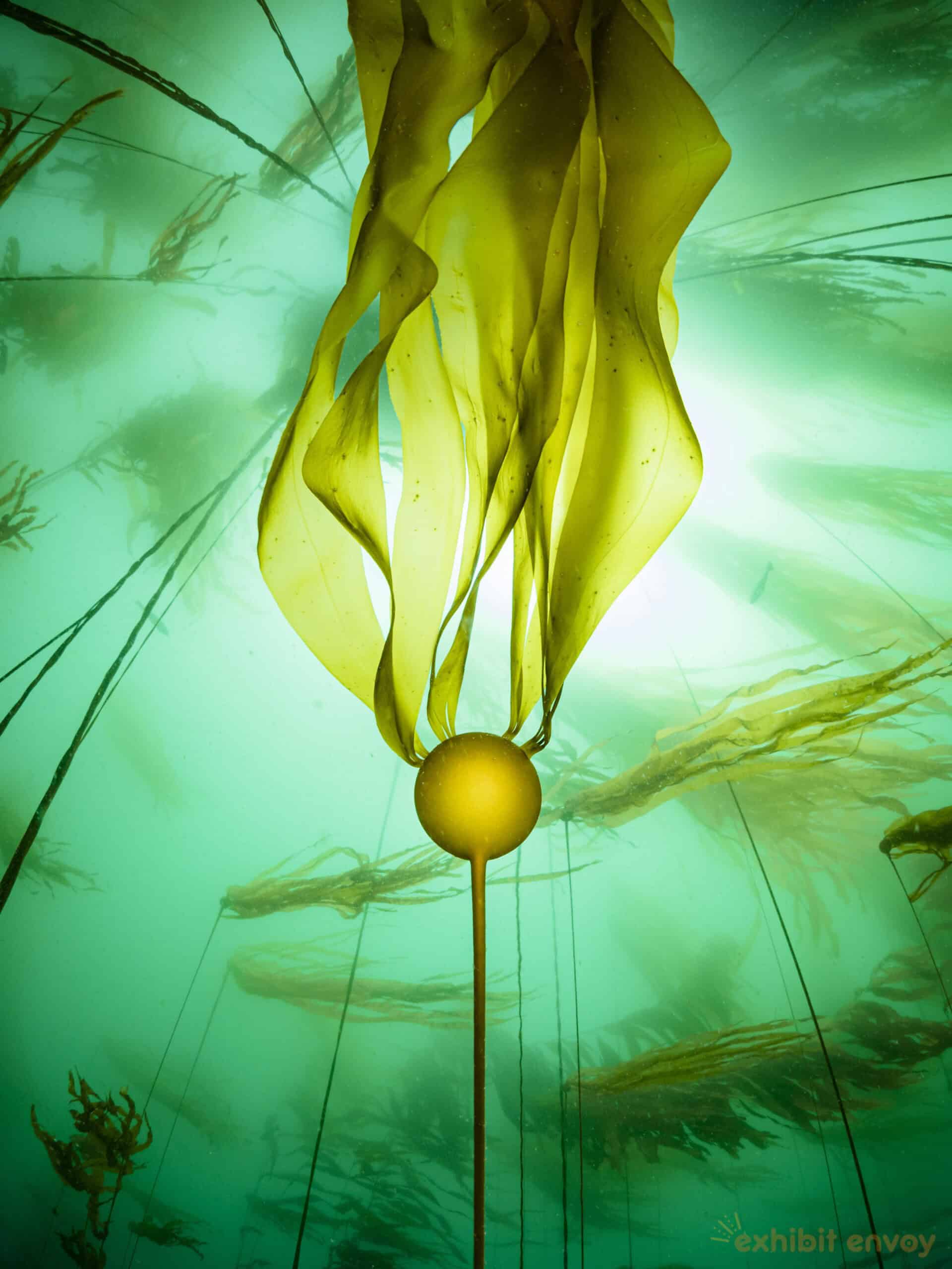 Kelp Wanted - Exhibit Envoy