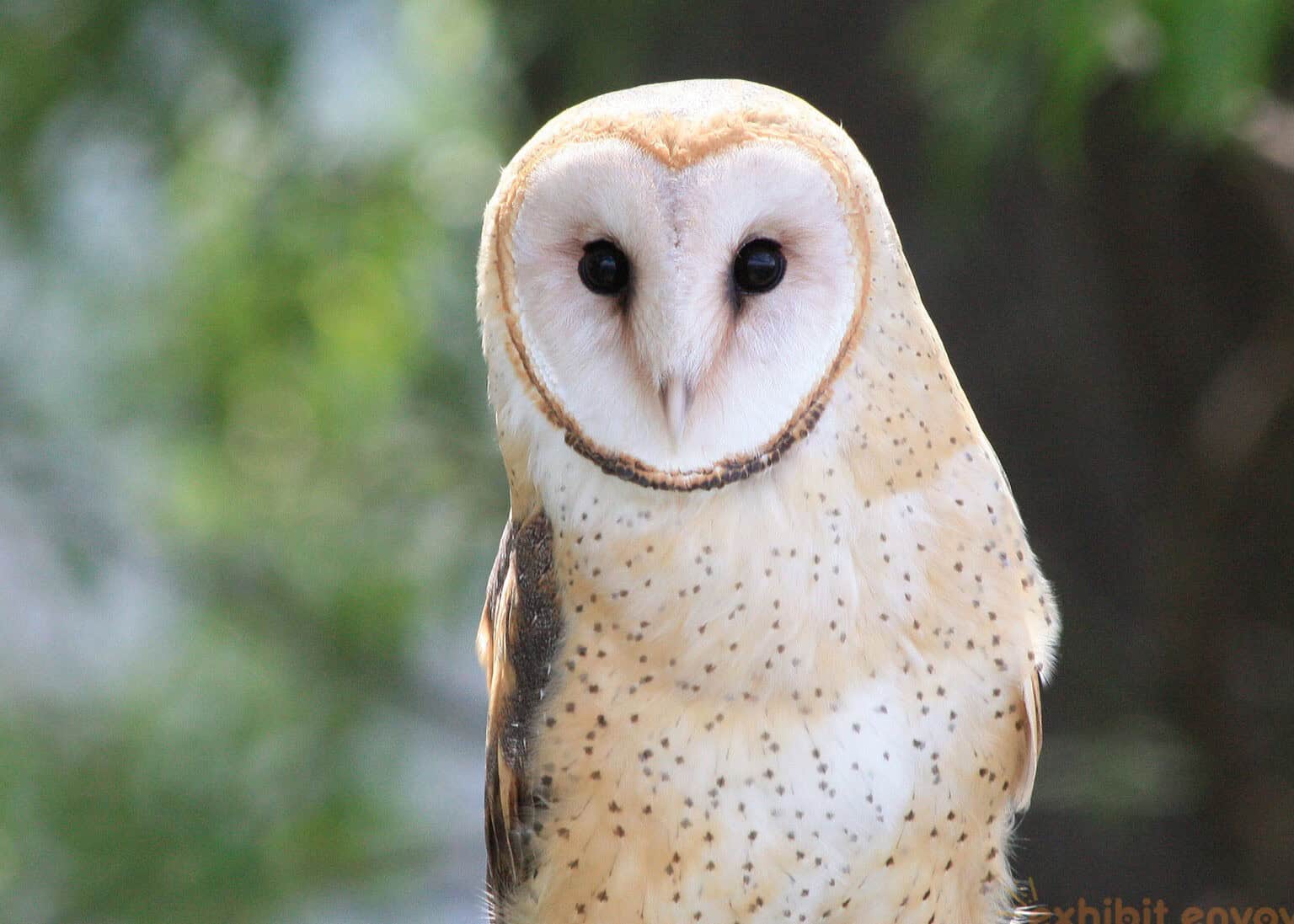 Night Watch: Owls of the American West - Exhibit Envoy