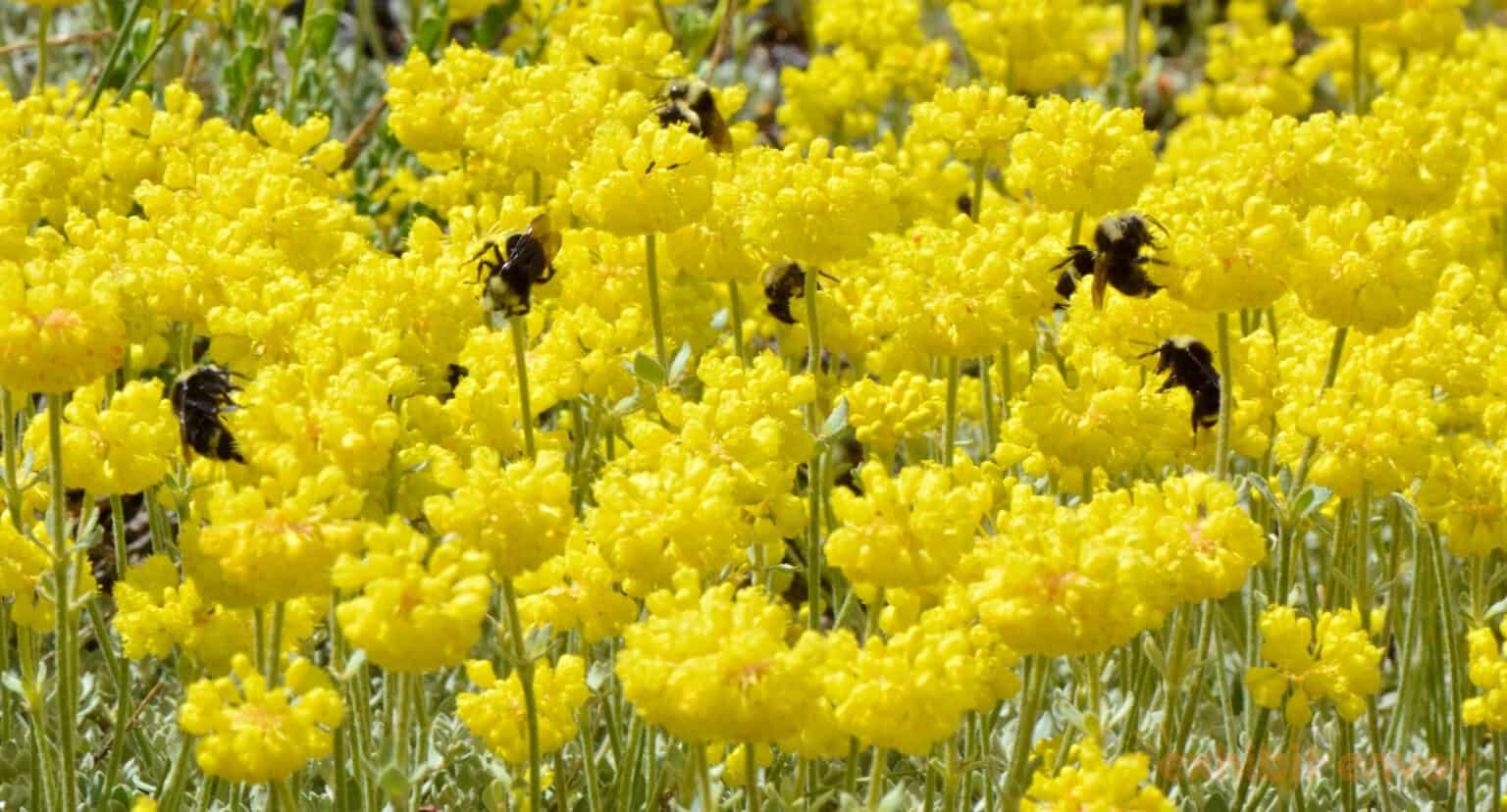 Bombus! The Natural History of Bumble Bees - Exhibit Envoy