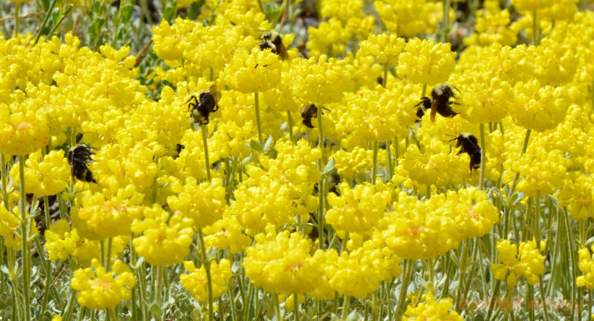 Bombus! The Natural History of Bumble Bees - Exhibit Envoy
