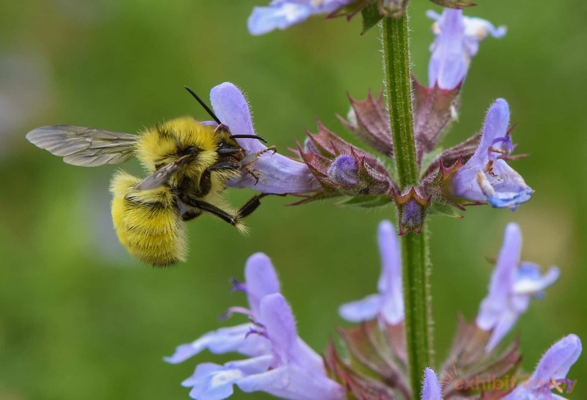 Bombus! The Natural History of Bumble Bees - Exhibit Envoy